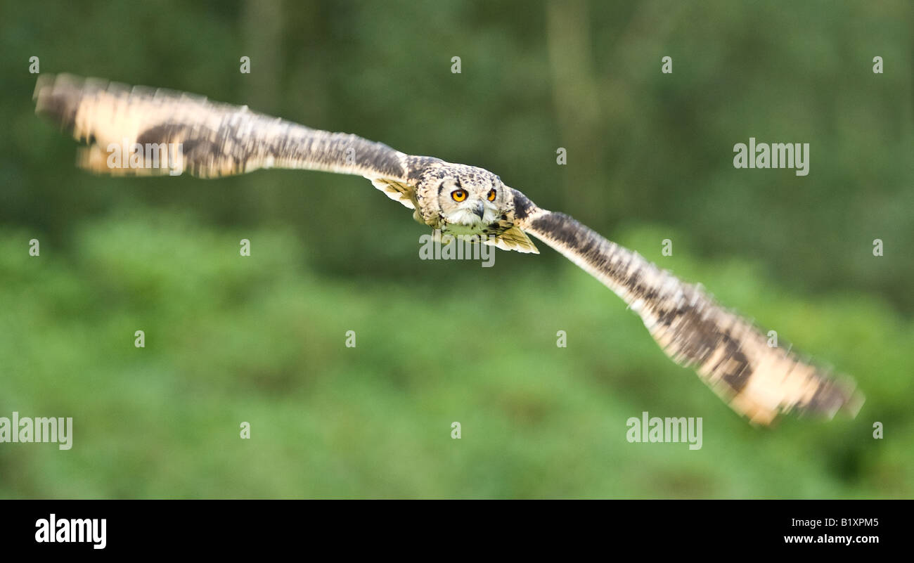 Eurasian Eagle owl (Bubo bubo) flying Stock Photo - Alamy