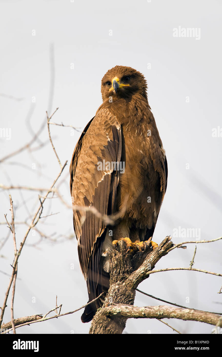 Sean bird hi-res stock photography and images - Alamy