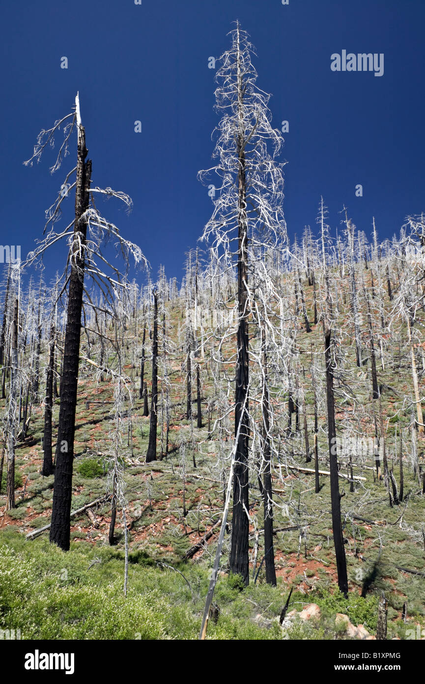 fire damage feather river Stock Photo - Alamy