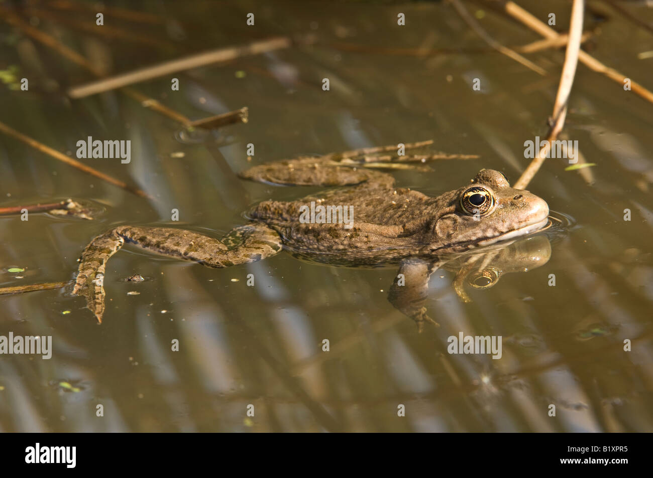 Common frog (rana temporaria) in pond Stock Photo - Alamy