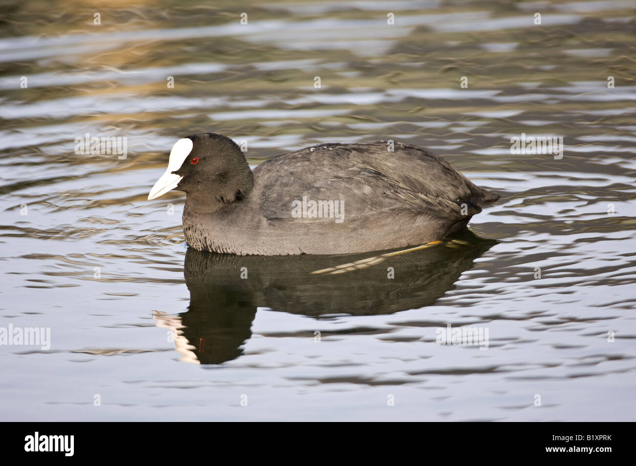Eurasian Coot (Fulica atra Stock Photo - Alamy