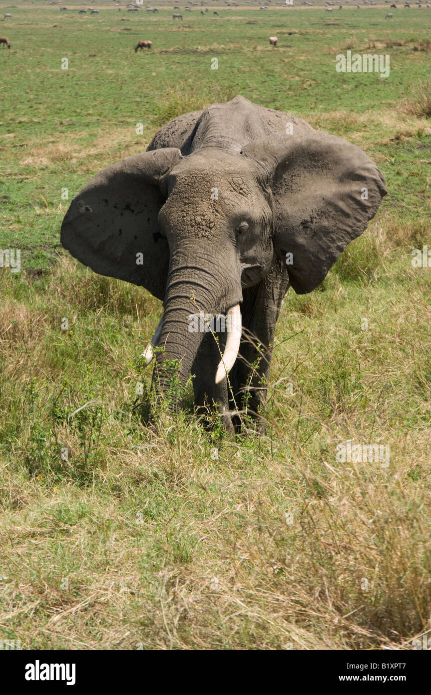 African Elephant, Kenya, Africa Stock Photo - Alamy