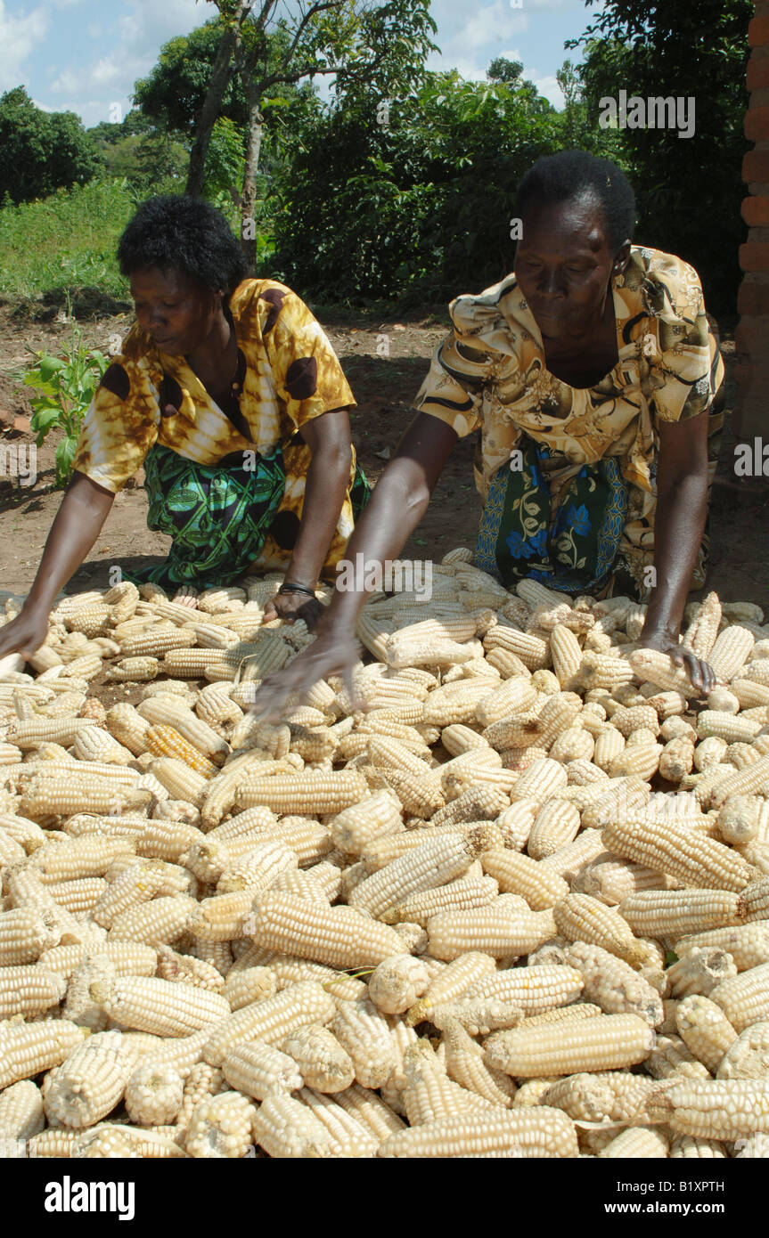 Harvesting Corn Africa Stock Photos & Harvesting Corn Africa Stock ...