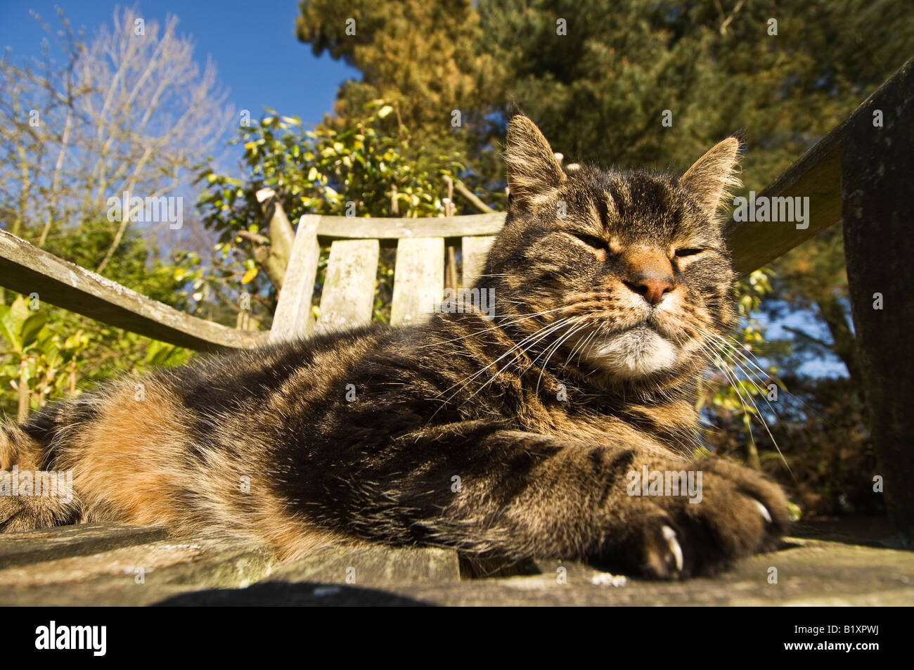 Old tomcat relaxing on a bench in the spring sun Stock Photo - Alamy