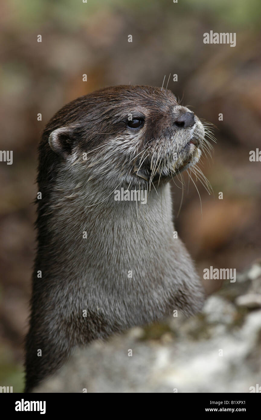 Eurasian otter (Lutra lutra Stock Photo - Alamy