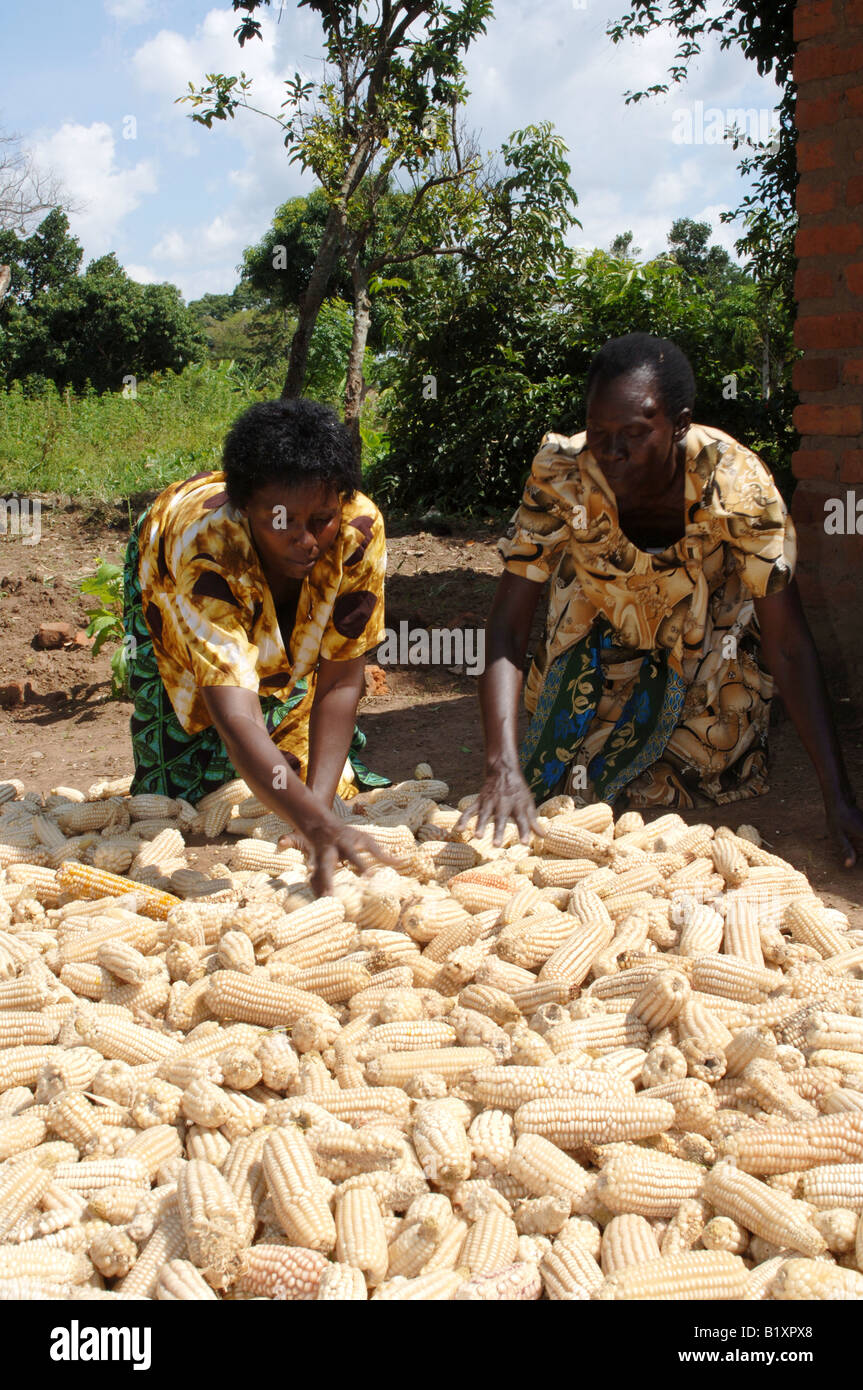 Two African women sorting through harvested corn Mbale Uganda Africa ...