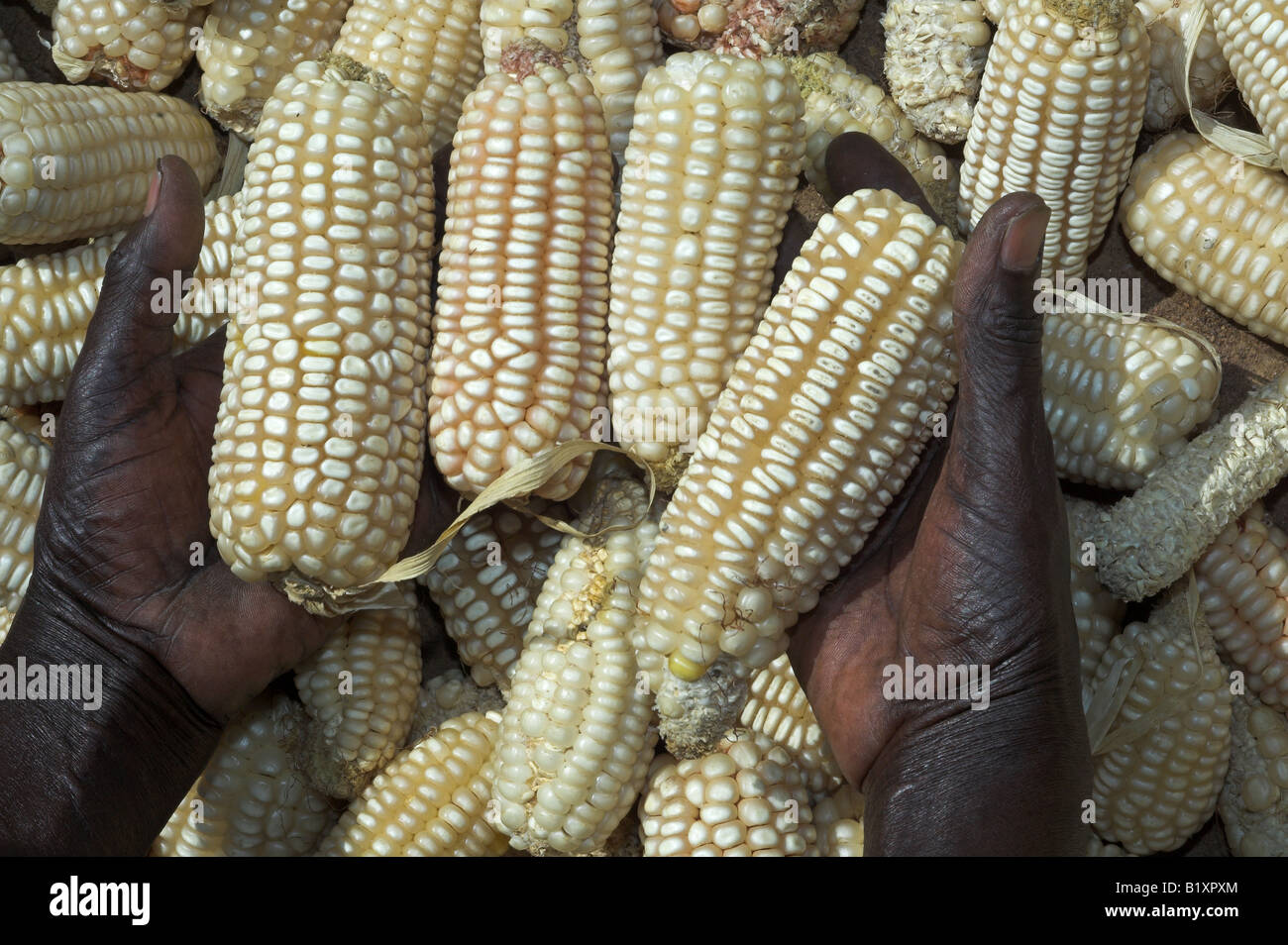 Harvesting Corn Africa Stock Photos & Harvesting Corn Africa Stock ...