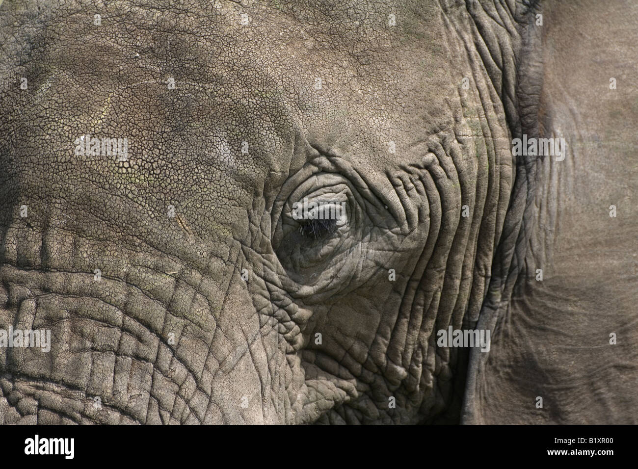 African Elephant, Kenya, Africa Stock Photo - Alamy