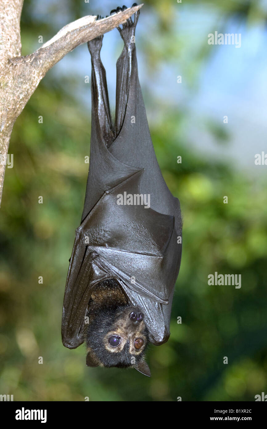 Pteropus conspicillatus Spectacled Flying fox hanging from branch in ...