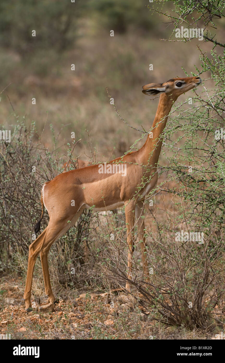 Gerenuk Antelope Feeding High Resolution Stock Photography and Images ...