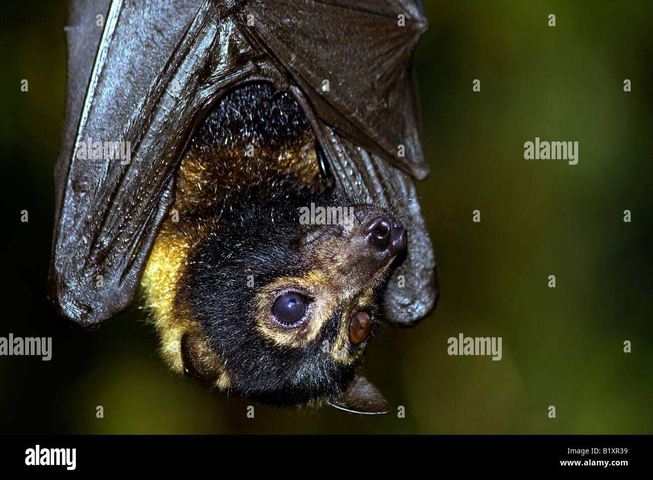 Pteropus conspicillatus Spectacled Flying fox Queensland Australia ...