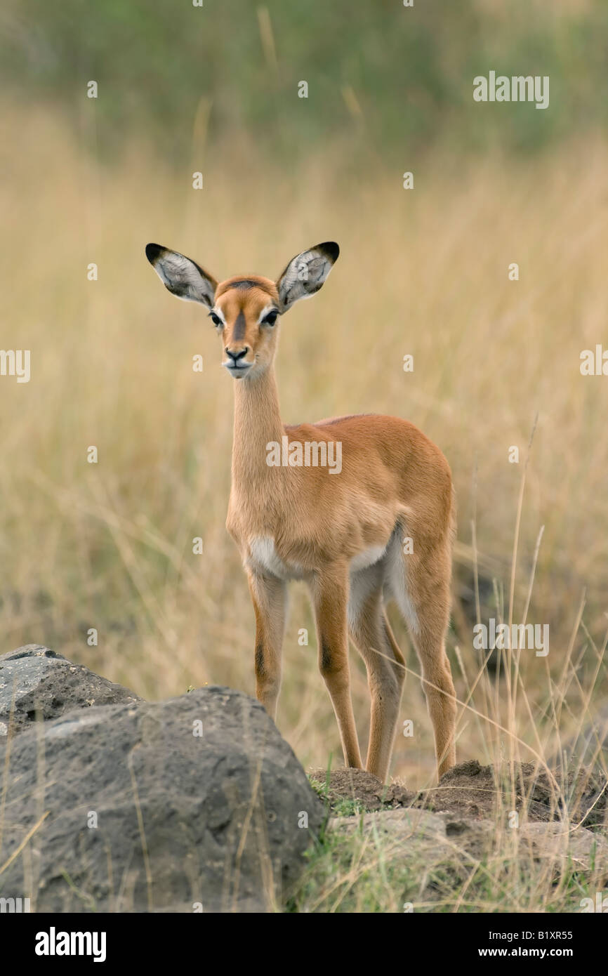 Baby Impala High Resolution Stock Photography and Images - Alamy