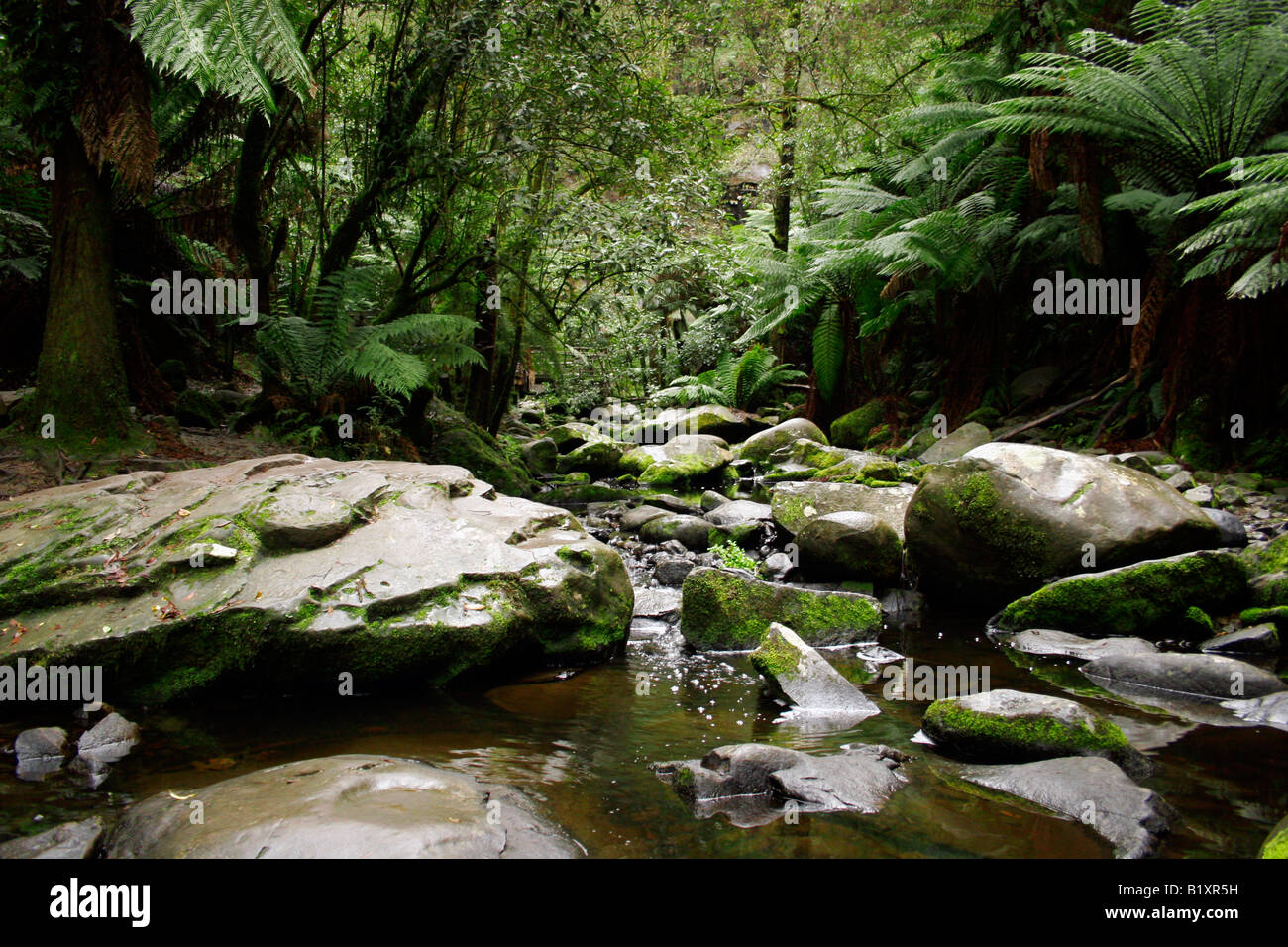 Stream in tropical forest, Australia Stock Photo - Alamy