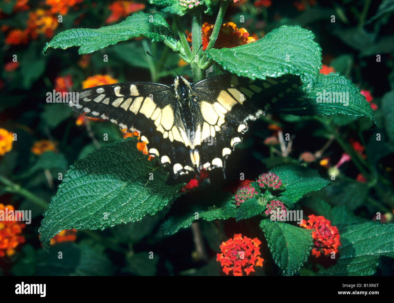 Swallowtail Swallow Tail Butterfly Papilio Machaon garden plant insect ...