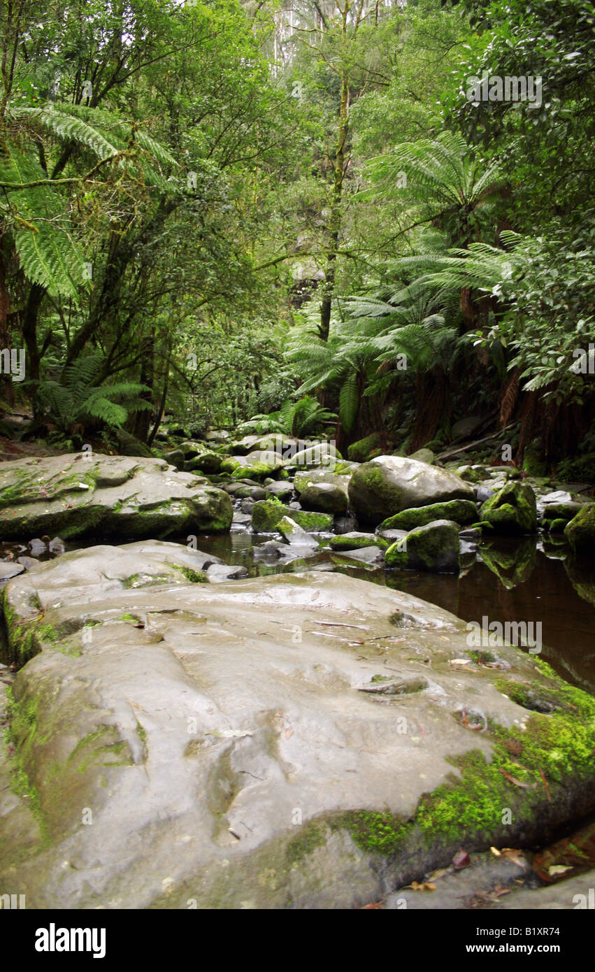 Stream in tropical forest, Australia Stock Photo - Alamy