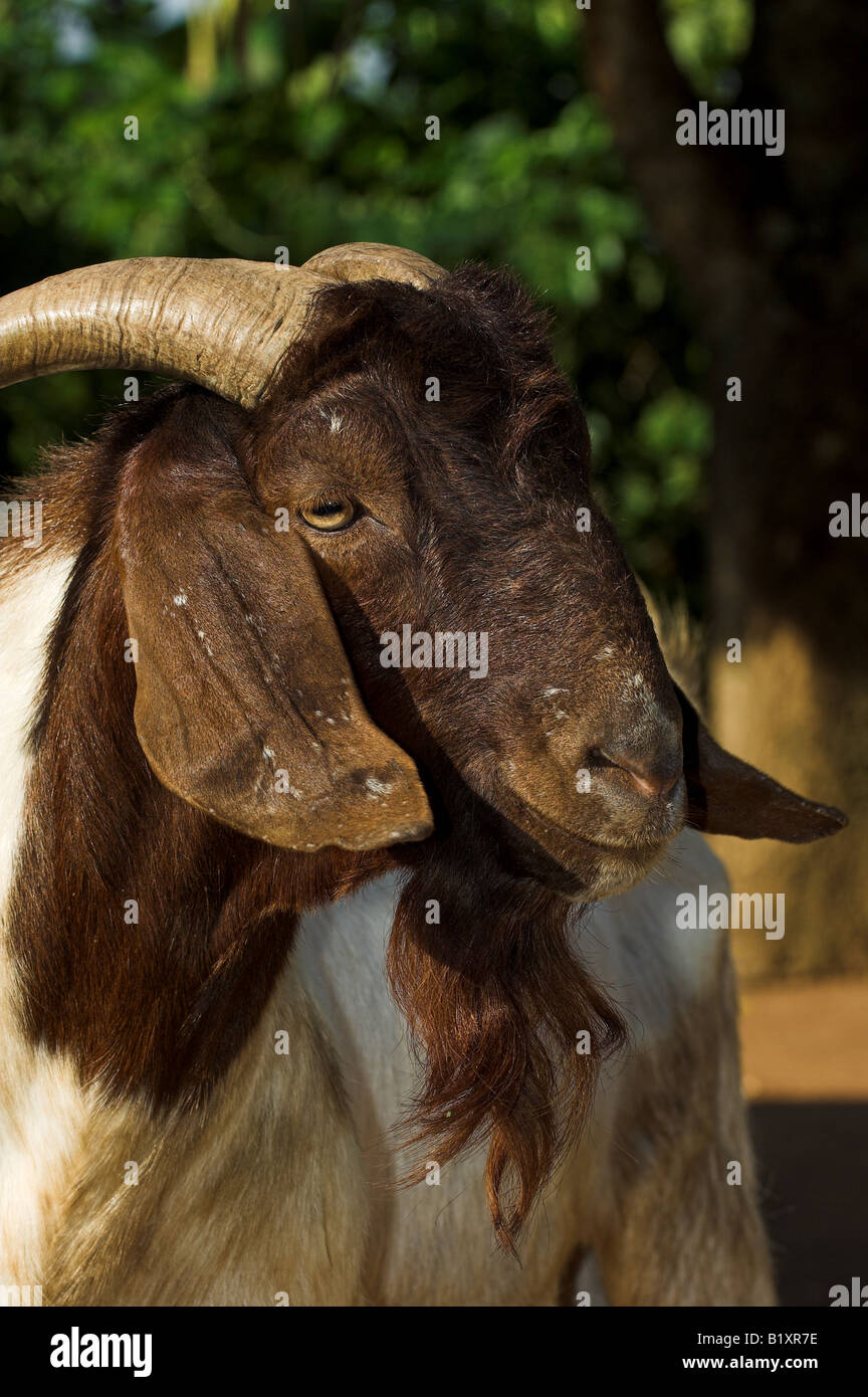 Male Boer Goat, Uganda Stock Photo - Alamy