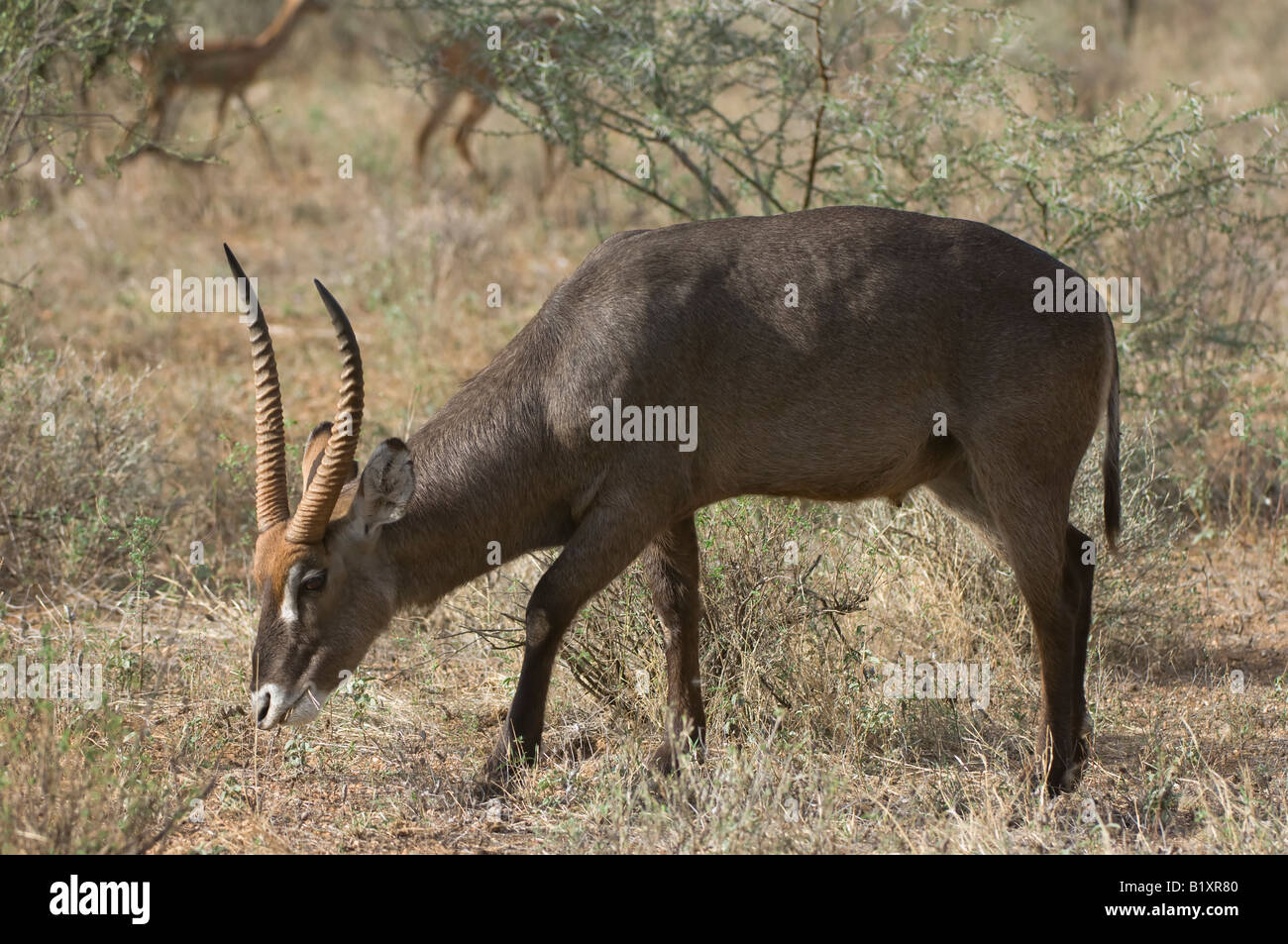 Common Waterbuck High Resolution Stock Photography and Images - Alamy