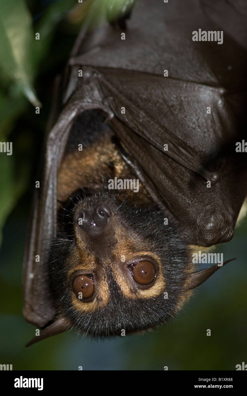 Pteropus conspicillatus Spectacled Flying fox Queensland Australia ...