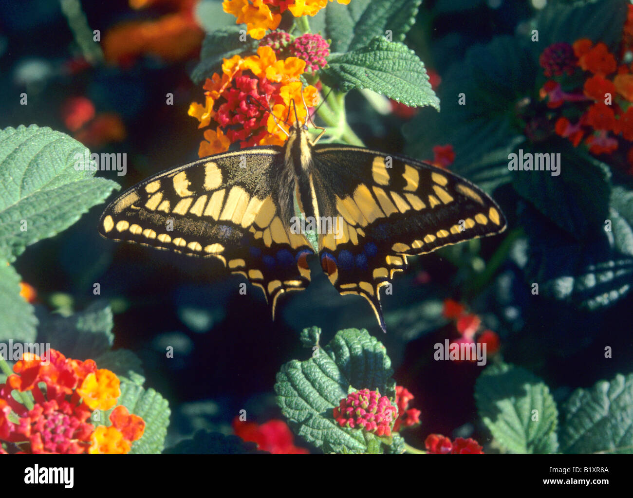 Swallowtail Swallow Tail Butterfly Papilio Machaon garden plant insect ...