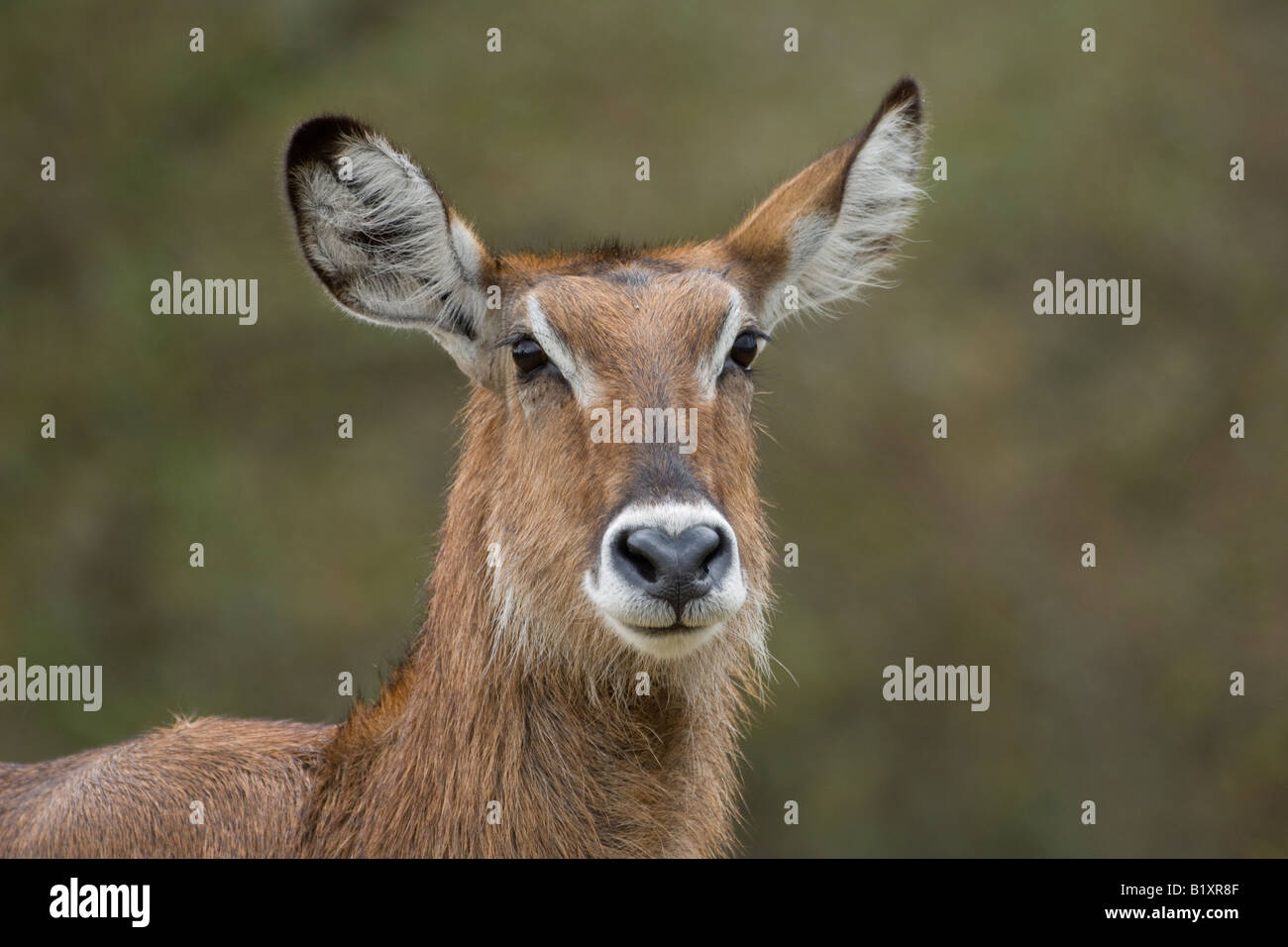 One female waterbuck hi-res stock photography and images - Alamy