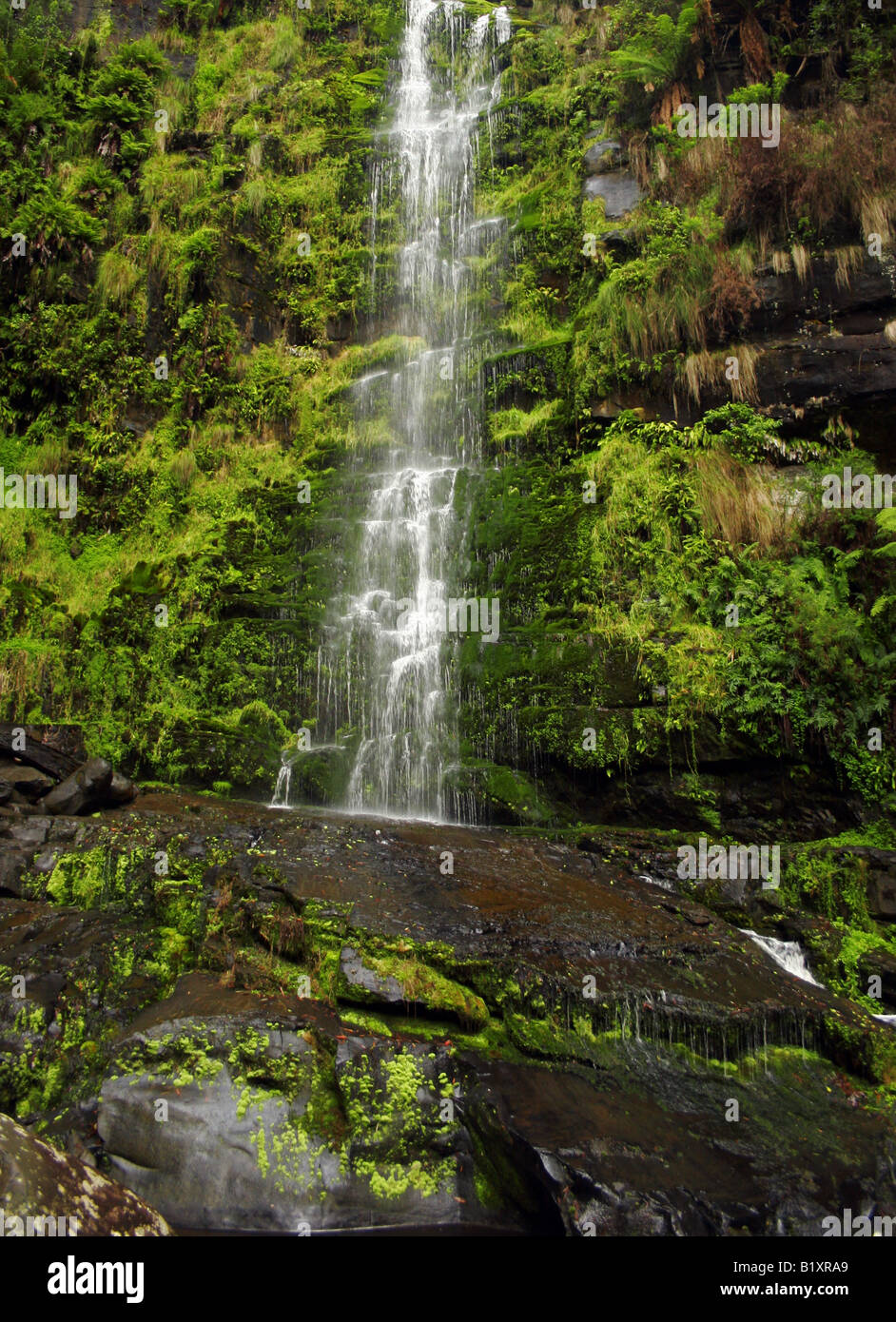 Waterfall in dense tropical forest, Australia Stock Photo - Alamy