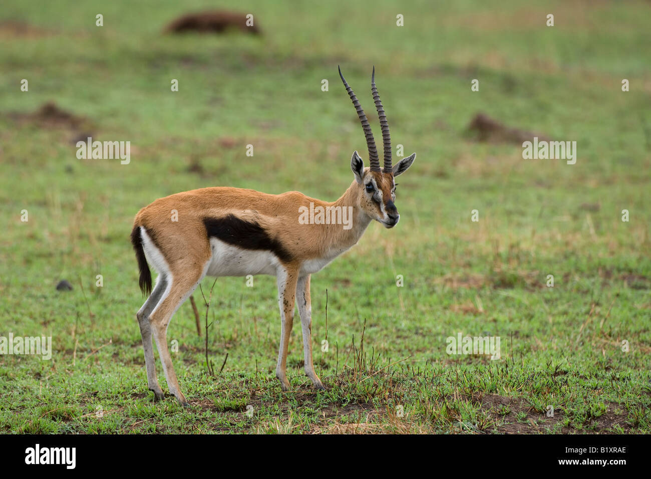 Thomson s Gazelle, Kenya, Africa Stock Photo - Alamy