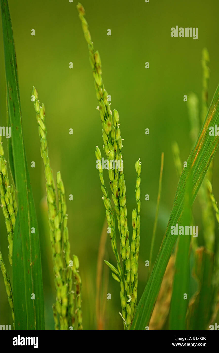 Close up of crop showing ear of Rice plant Uganda Africa Stock Photo ...