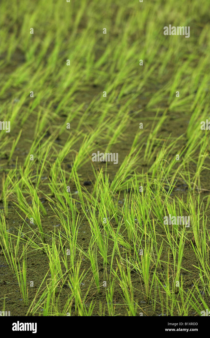 Close up of seedling Rice crop in paddy field Mbale Uganda Africa Stock ...