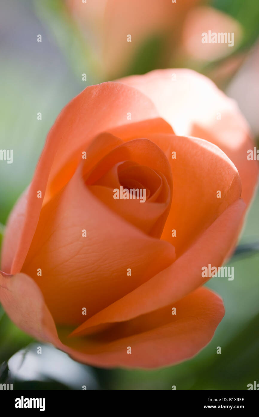 Soft peach colour rose single opening in morning sun Stock Photo - Alamy