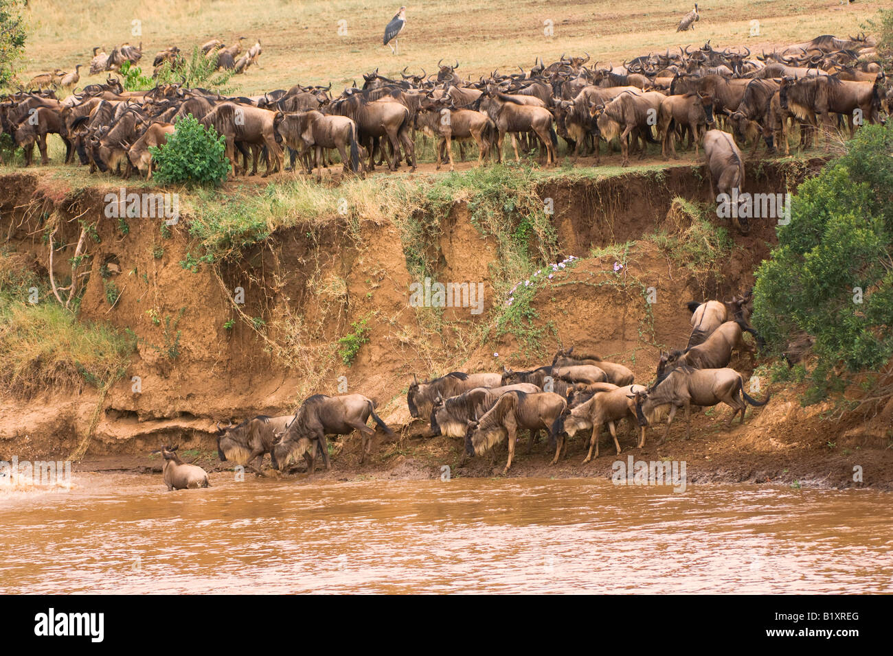 White bearded gnus Stock Photo - Alamy