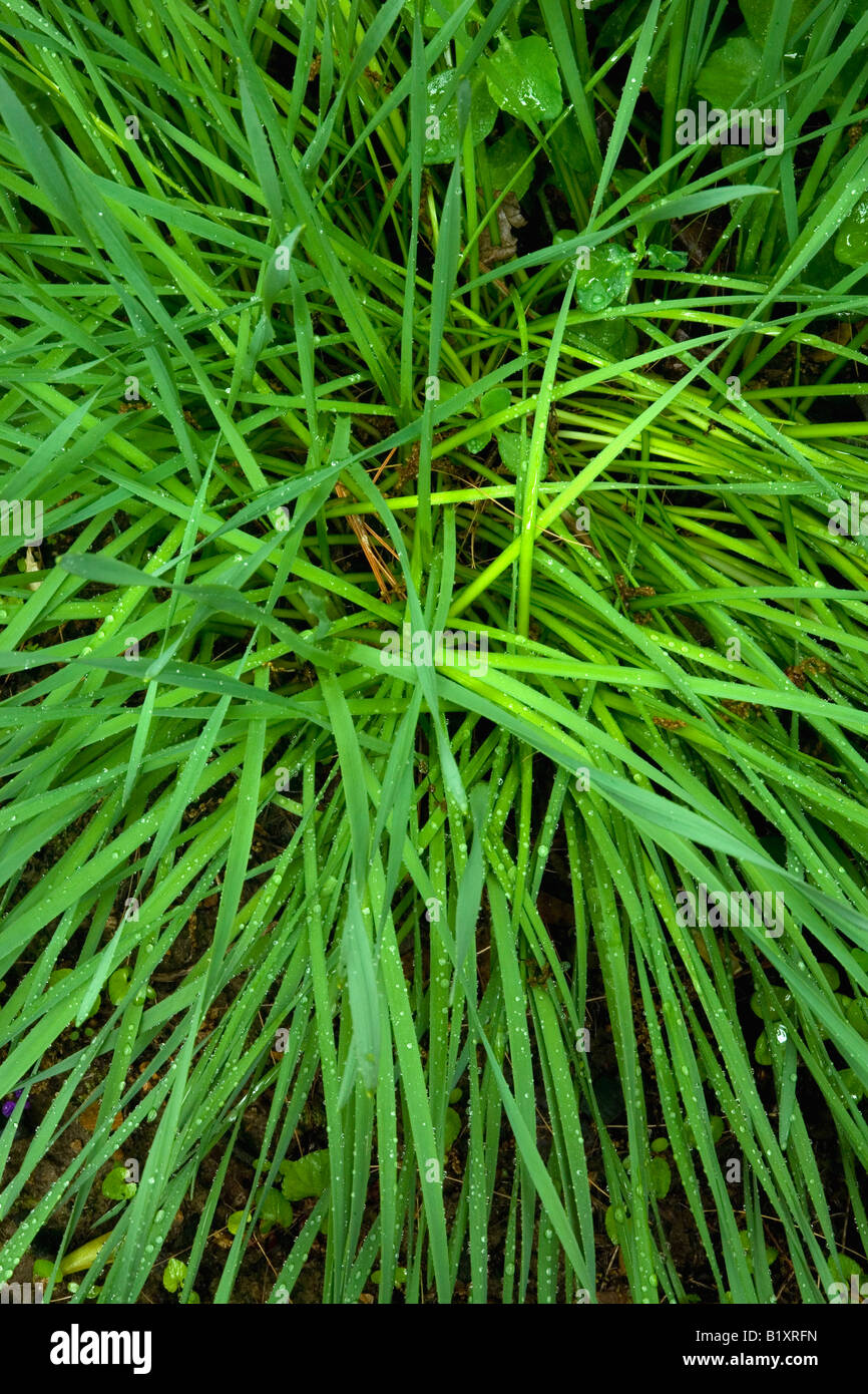Grass Spring East Tennessee Stock Photo - Alamy
