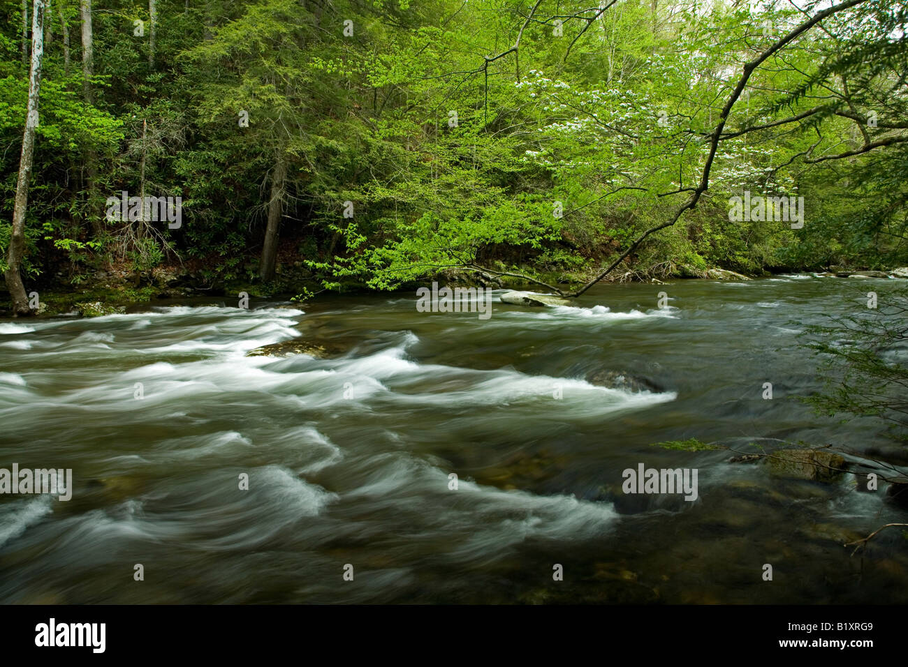 Little River Spring Great Smoky Mountains National Park TN Stock Photo ...