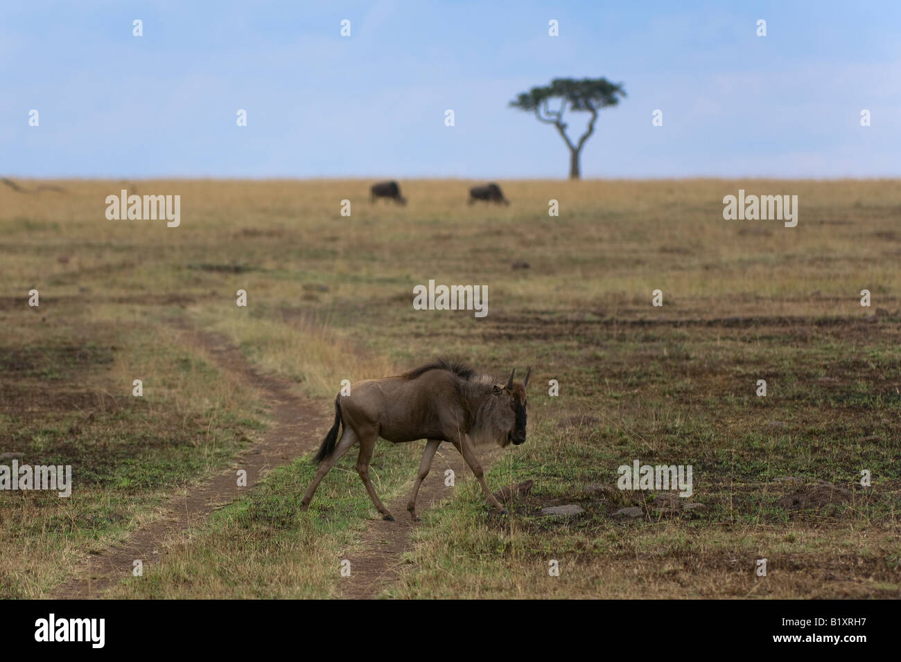 Gnus africa hi-res stock photography and images - Alamy