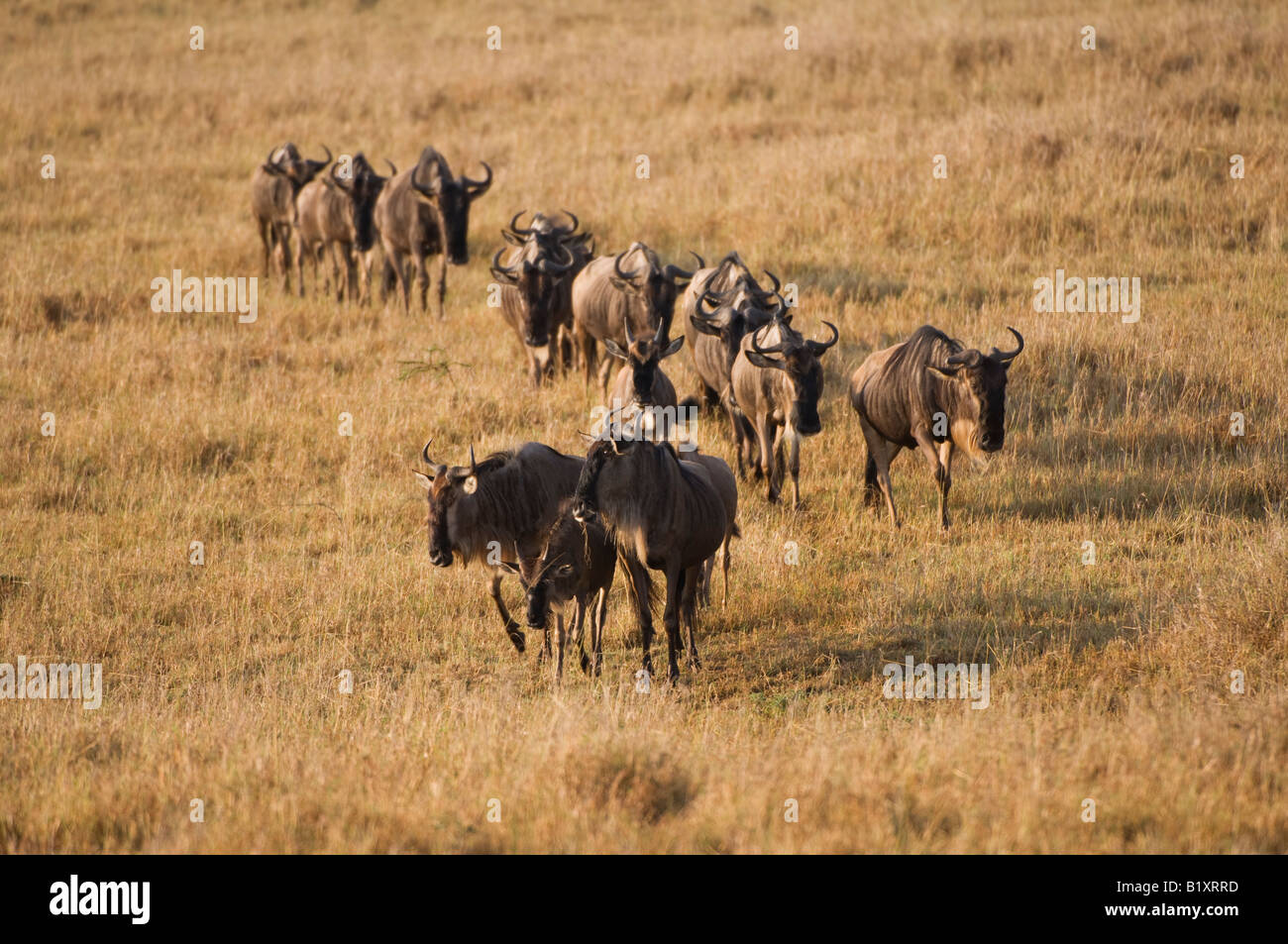 White bearded gnus Stock Photo - Alamy