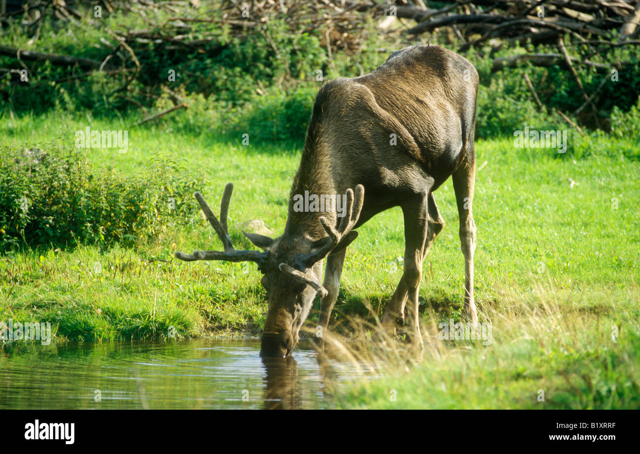 Sweden elk water hi-res stock photography and images - Alamy