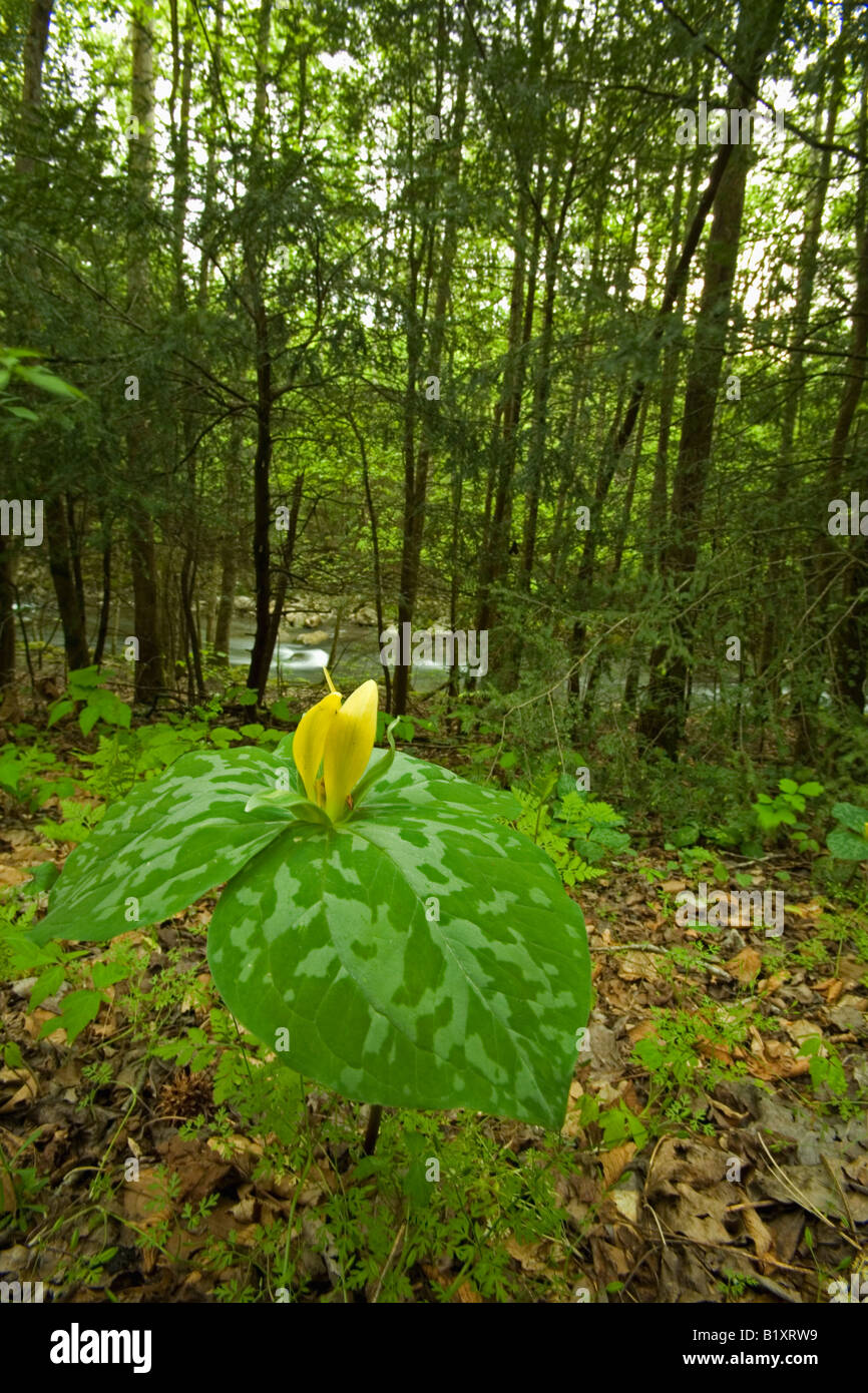 Trillium gap hi-res stock photography and images - Alamy