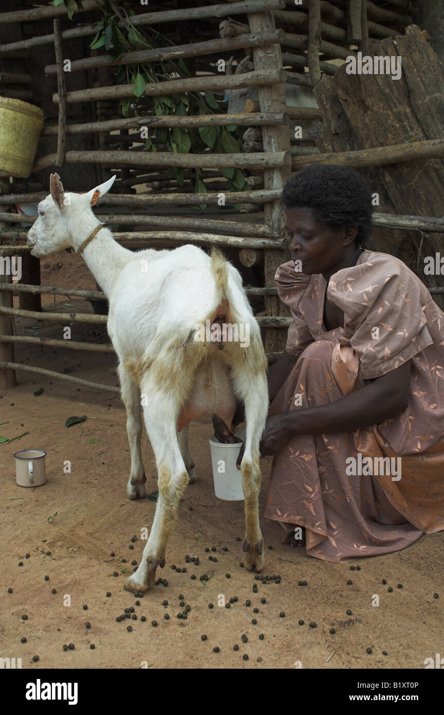 Uganda Goats Gift