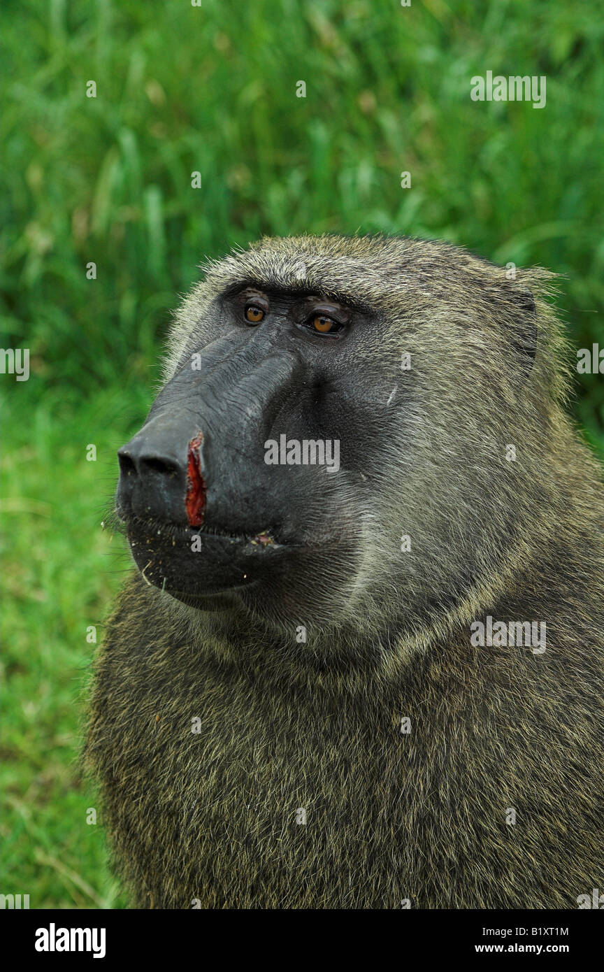 Baboon with a scarred nose Mbale Uganda Africa Stock Photo - Alamy