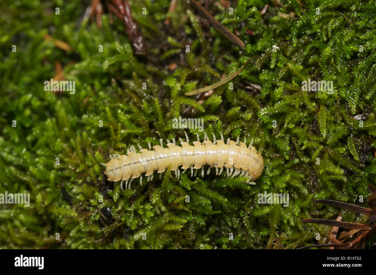 Millipede on moss Stock Photo - Alamy