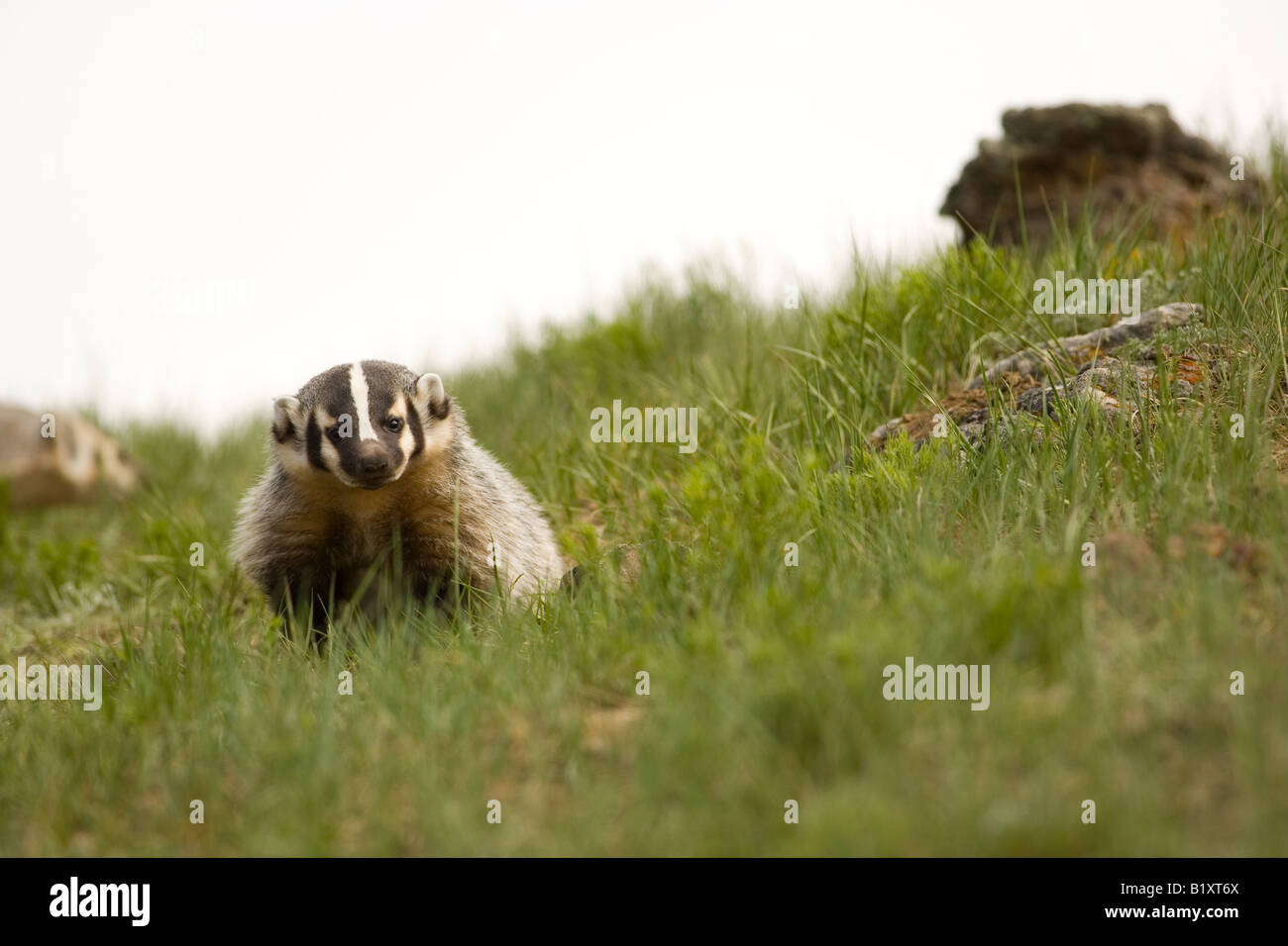American Badger (Taxidea taxus) in Yellowstone National Park, Wyoming ...