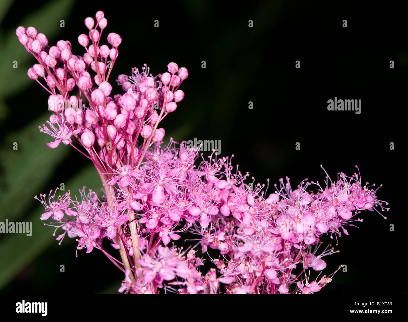 Plant saxifragaceae hi-res stock photography and images - Alamy