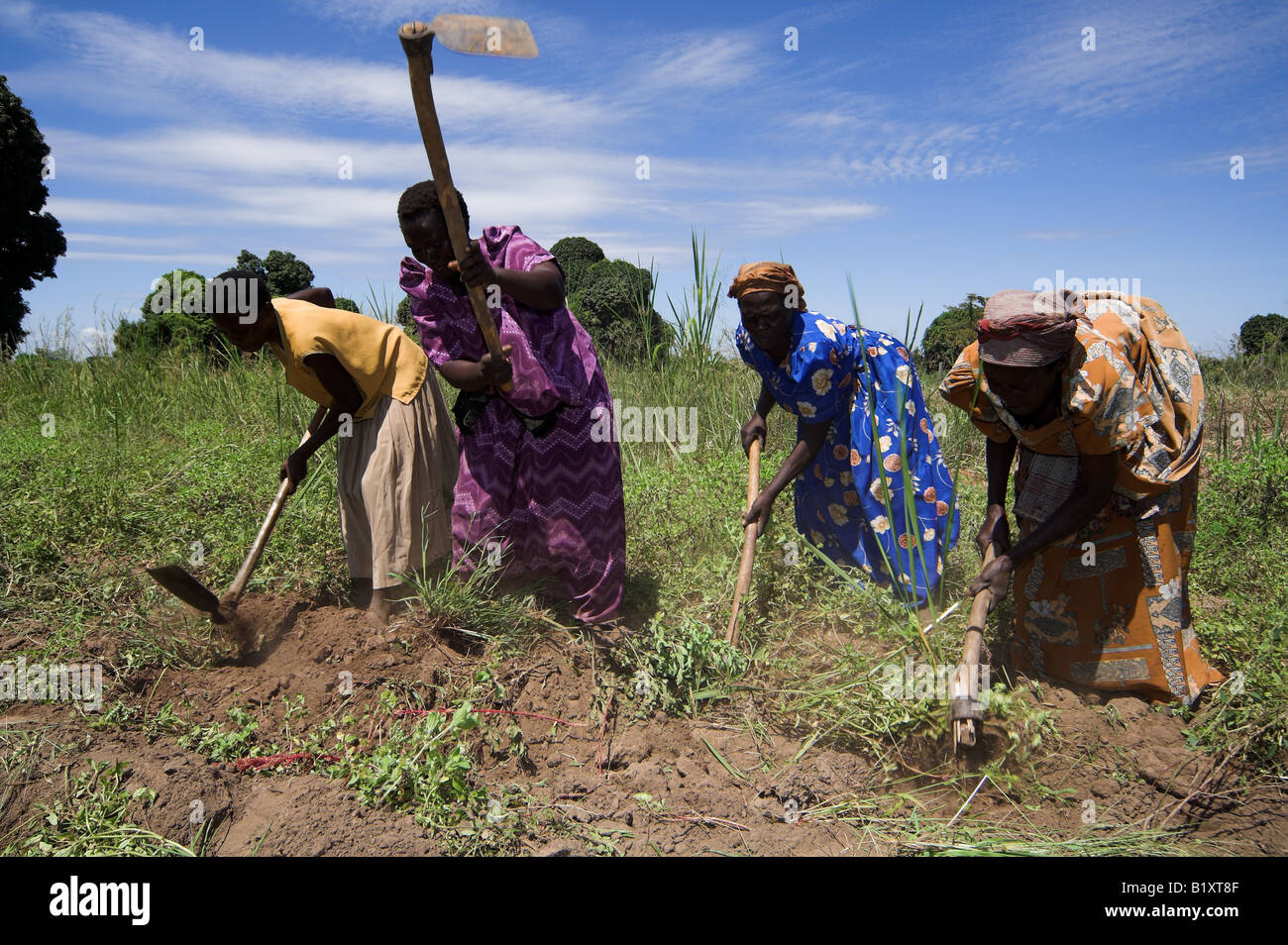 African women in fields cultivating soil with hoes Mbale Uganda Africa ...