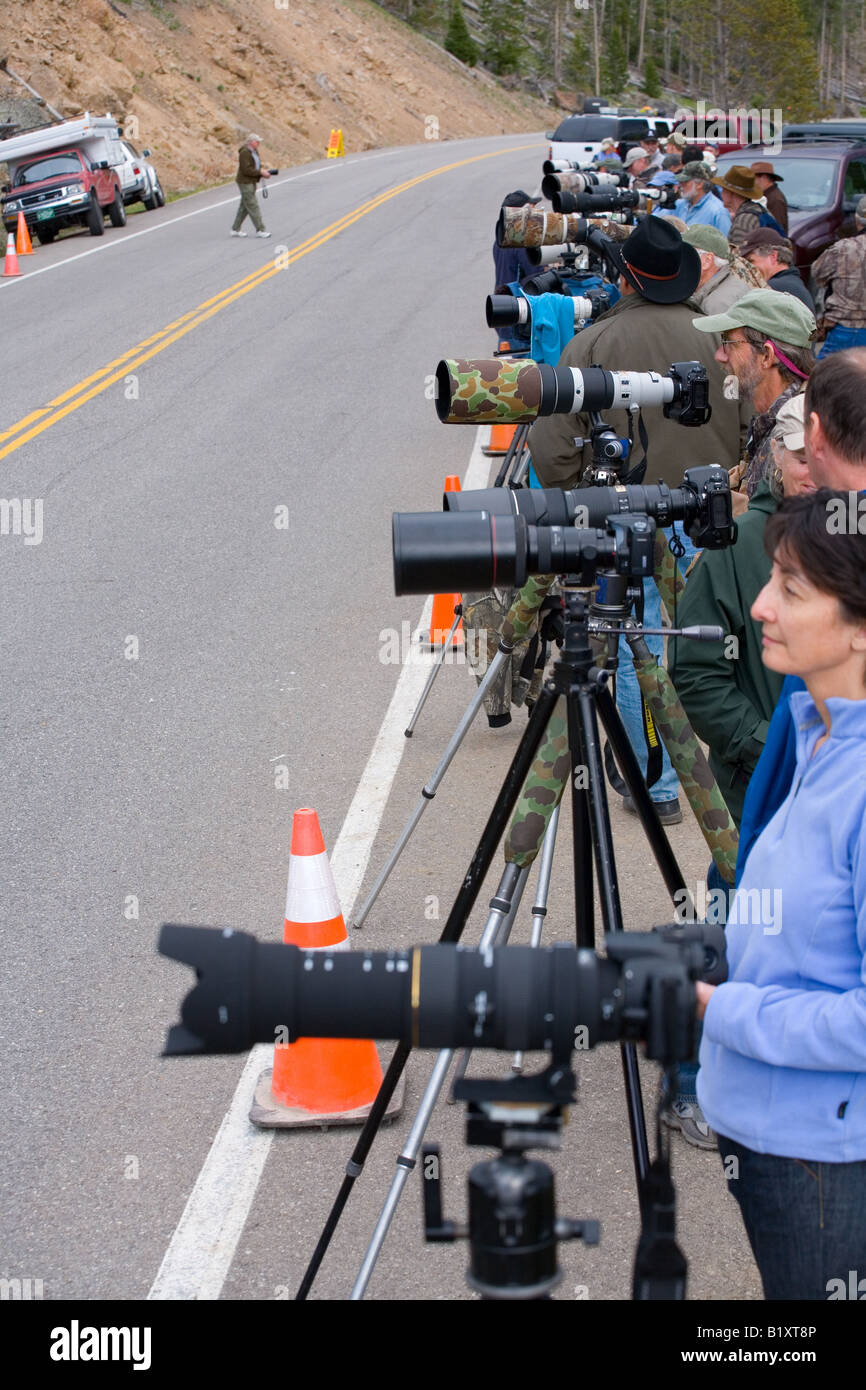 a row of photographers taking photos of wildlife in Yellowstone ...
