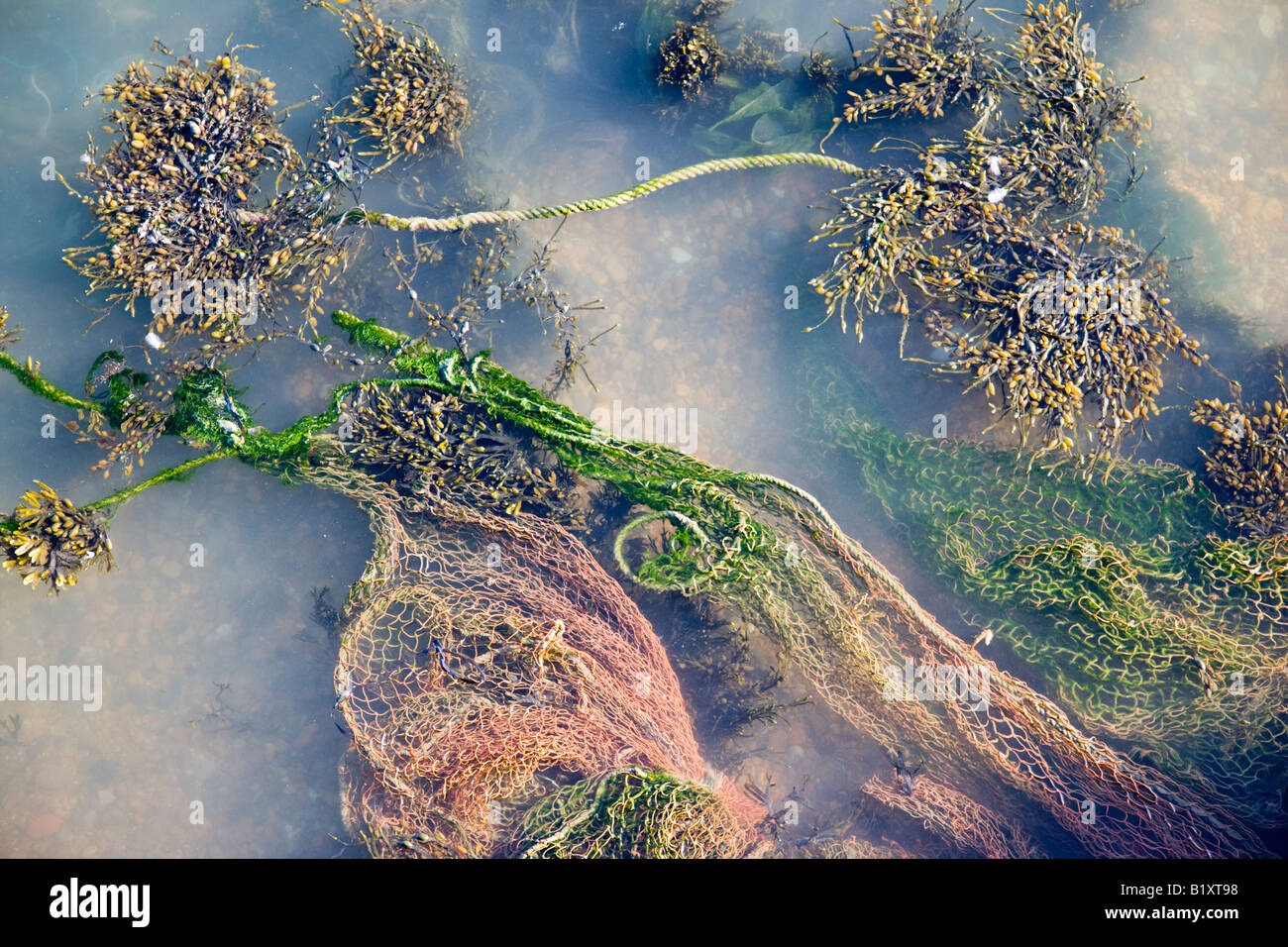 Discarded nets ropes and seaweed floating in the sea Stock Photo - Alamy