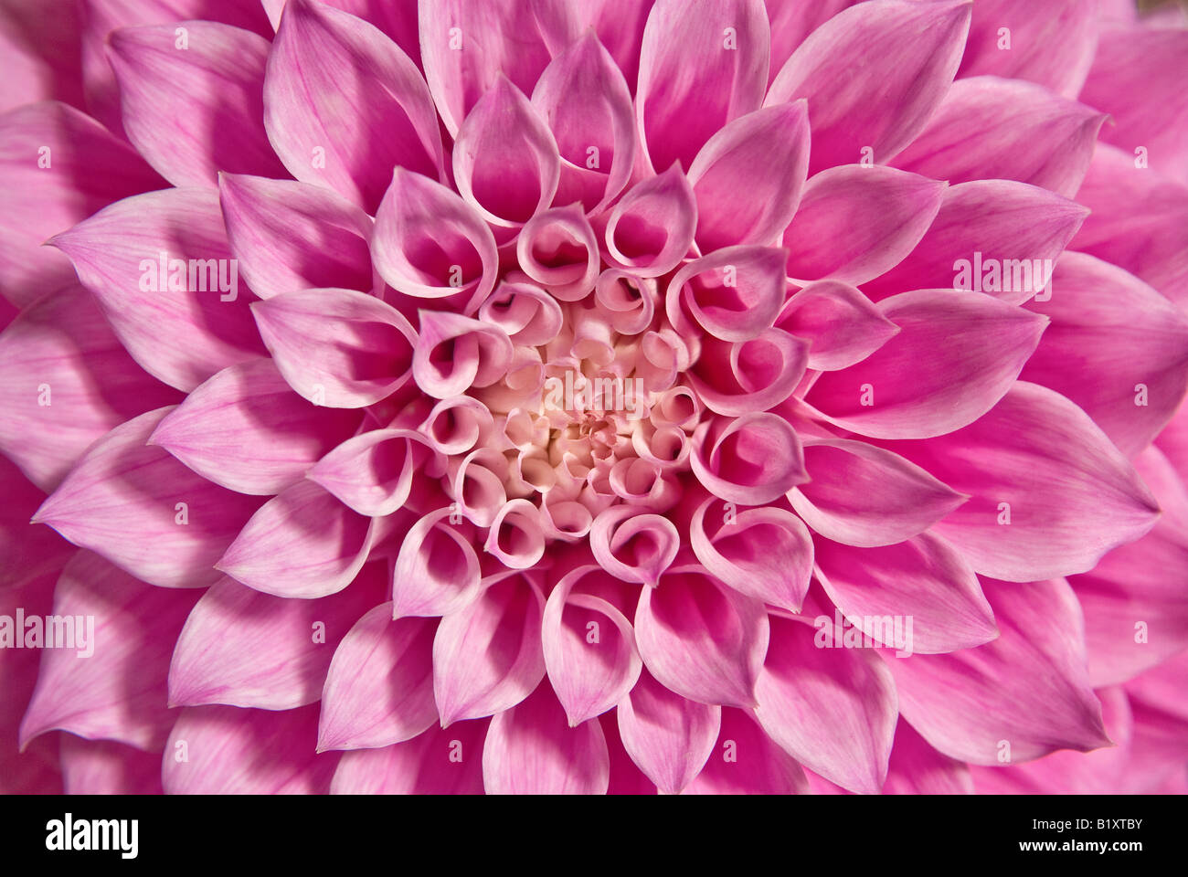 a beautiful pink dahlia flower background image Stock Photo - Alamy