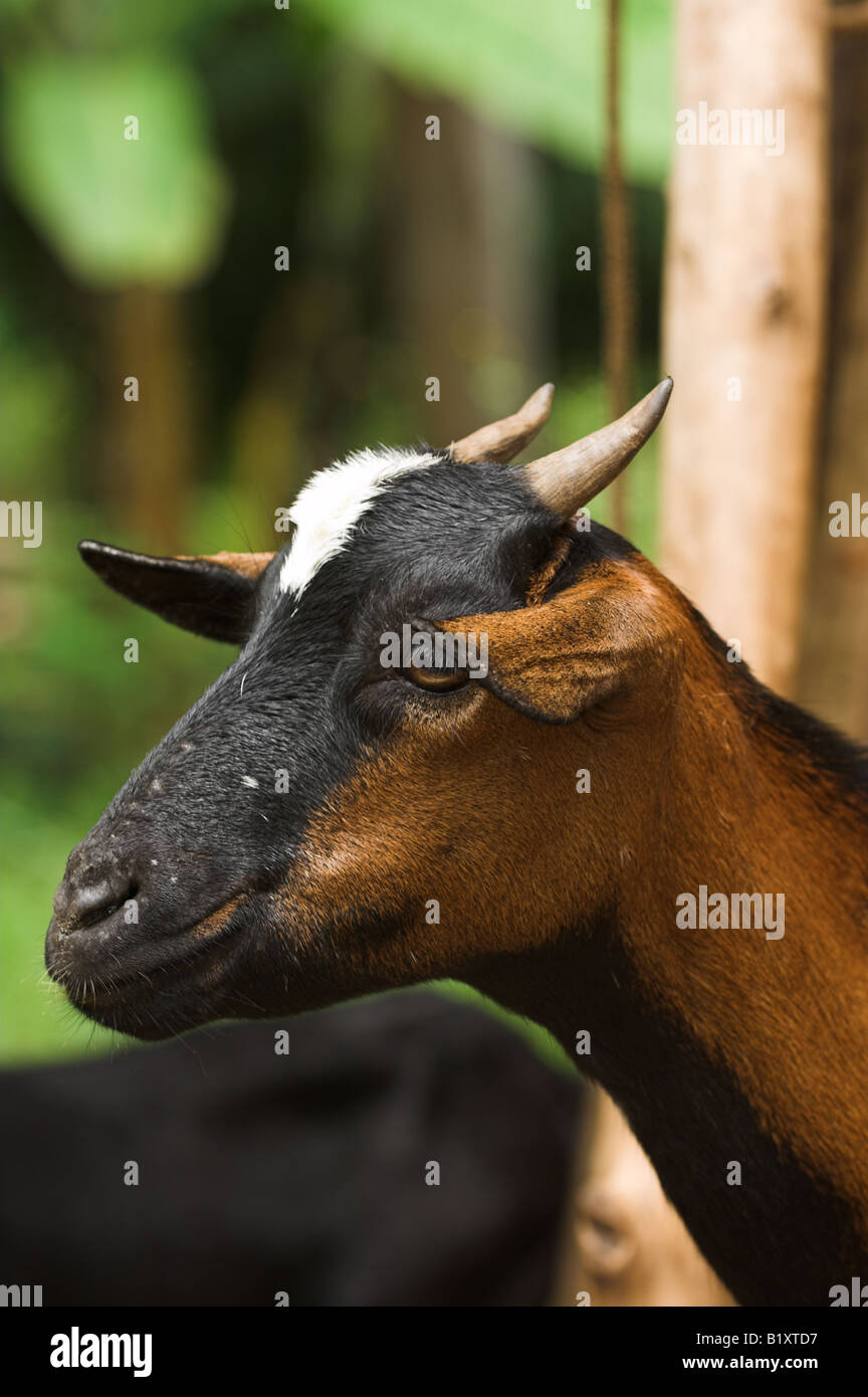 Close up head of brown and black milk goat Uganda Africa Stock Photo ...