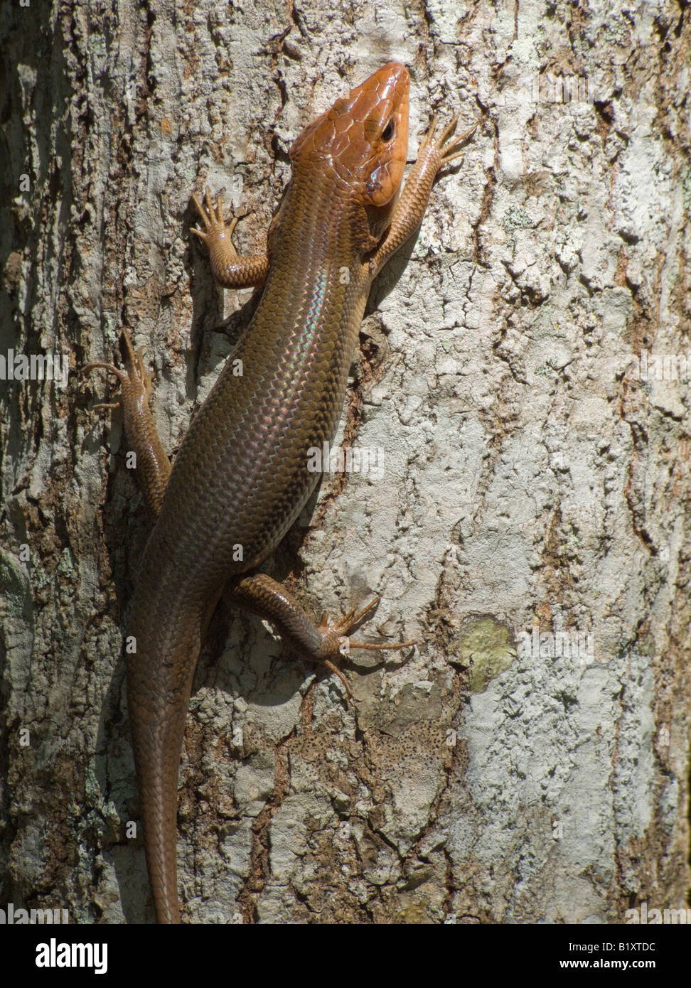 broadhead skink reptile on tree Stock Photo - Alamy