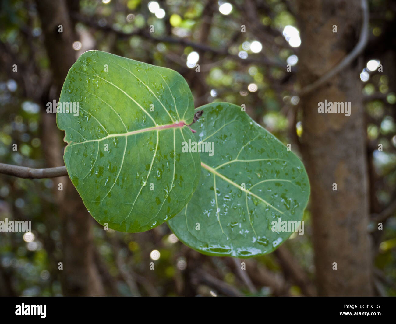 seagrape leaves coastal plant Florida sea-grape Stock Photo - Alamy