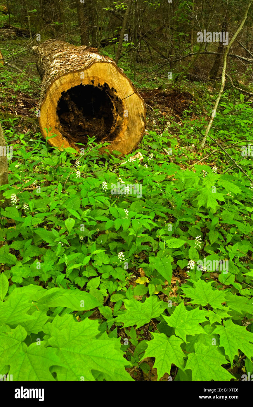 Hollow Tree Trunk Motor Nature Trail Spring Great Smoky Mountains ...