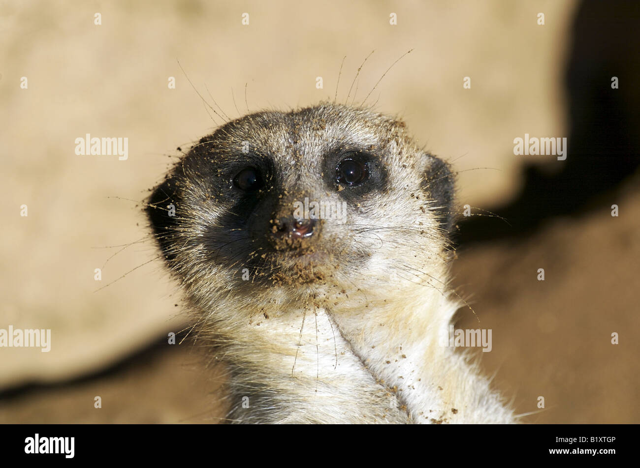 Dirty meerkat hi-res stock photography and images - Alamy